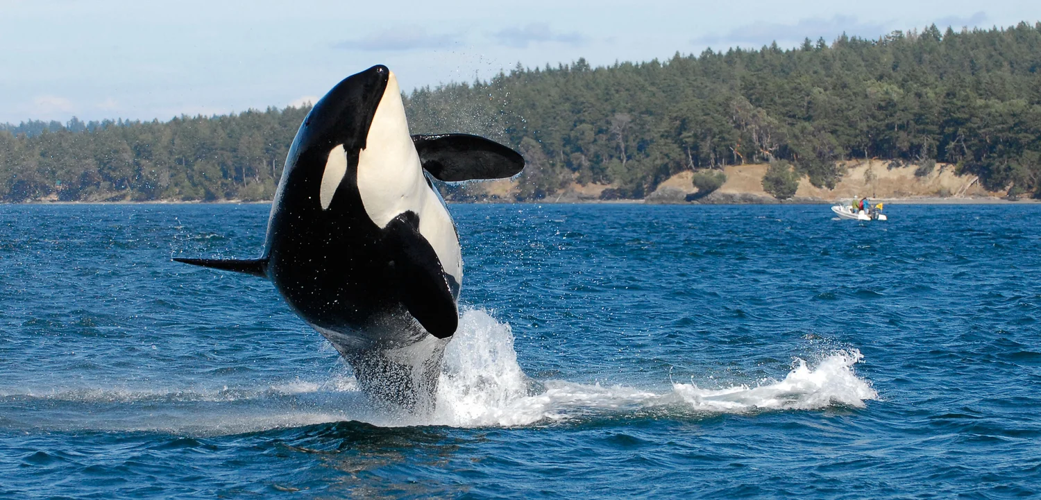 The Mysterious World of Orcas — The Call to Conserve