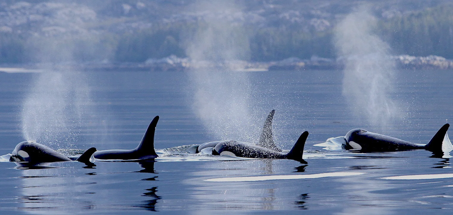 The Mysterious World of Orcas — The Call to Conserve