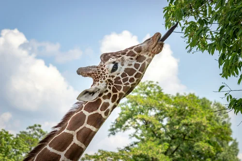 How do Animals Adapt to Their Environments? — The Call to Conserve