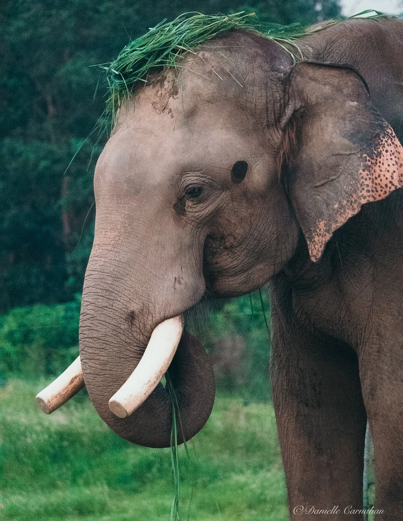 Do Elephant Tusks Grow Back? [And Why Not?] — The Call to Conserve