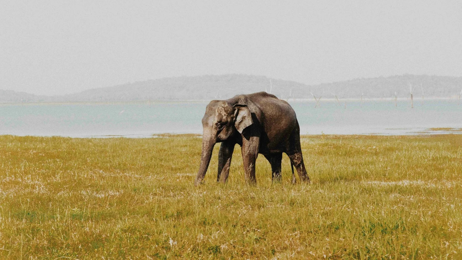 Asian Elephant Migration Patterns — The Call to Conserve