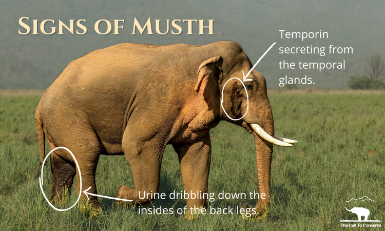 What is Musth and Why Does it Occur? — The Call to Conserve