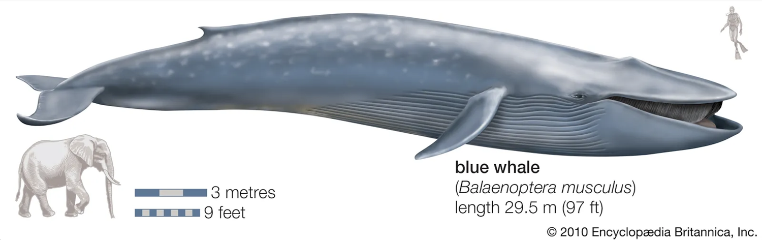 What is the Largest Animal in the World? — The Call to Conserve