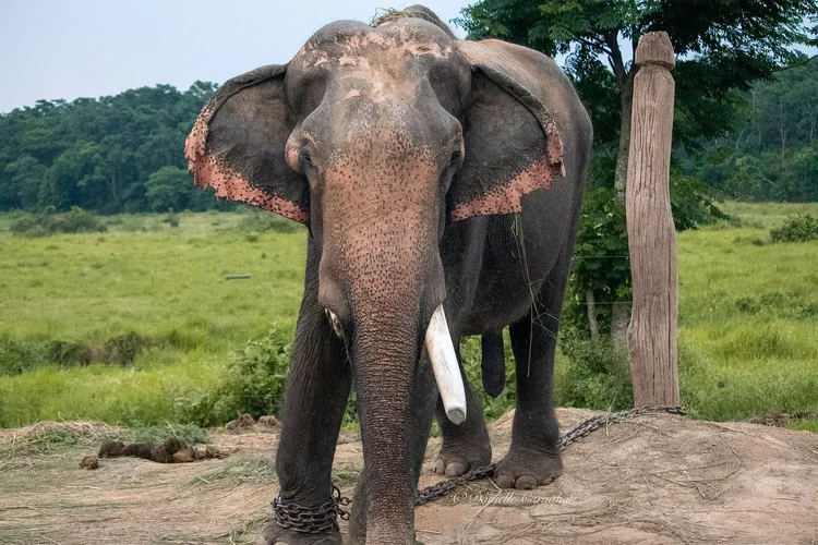 Do Elephant Tusks Grow Back? [And Why Not?] — The Call to Conserve