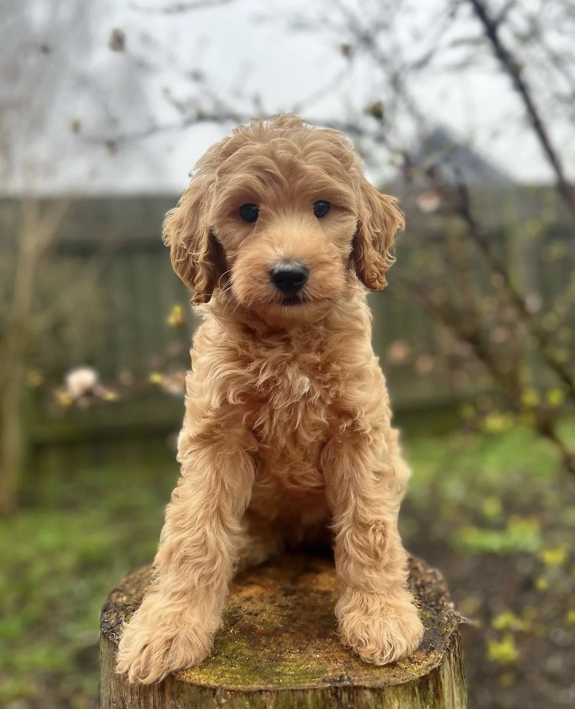 Om Goldendoodles — Doodleskov