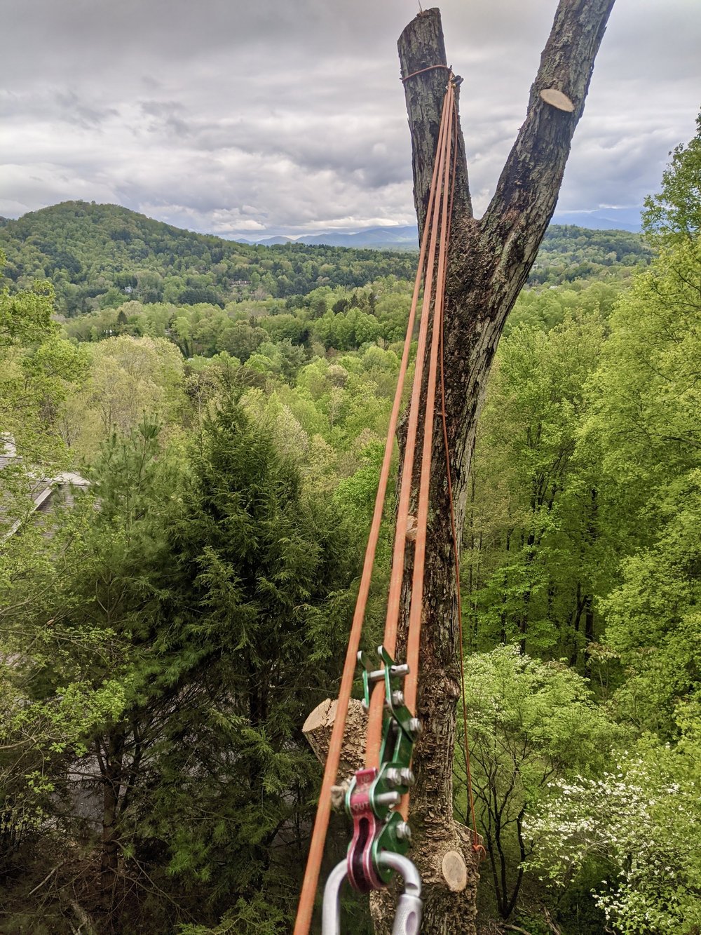 Free Estimate — Thrive Tree Care