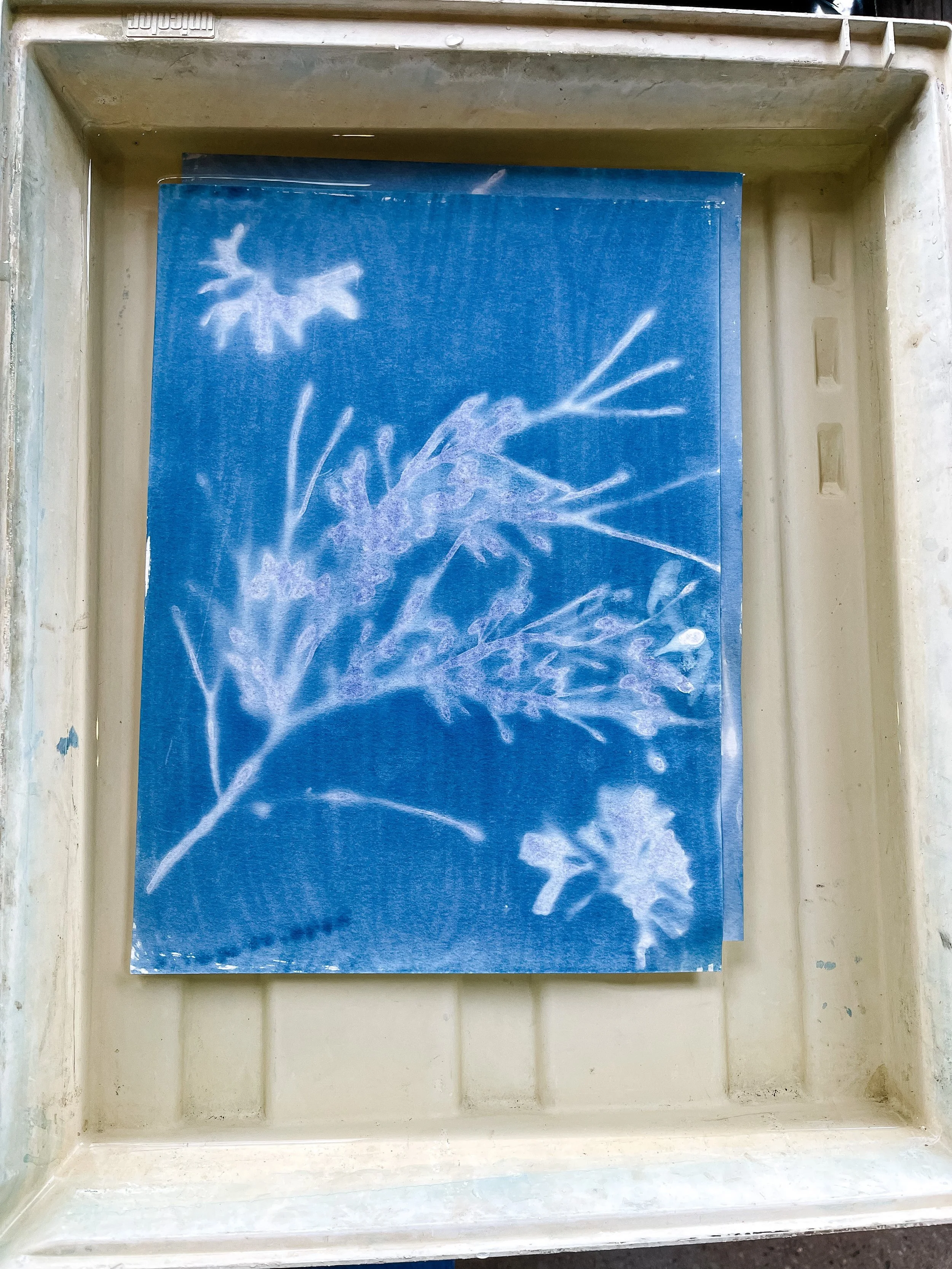 Sun + Sea: Making Seaweed Cyanotypes with Oriana Poindexter — The Briny ...