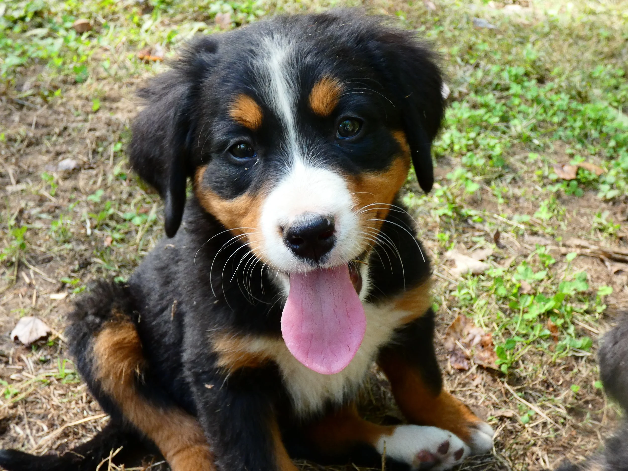 Bernese Mountain Dog — Day Spring Puppies - Quality Animals raised on ...