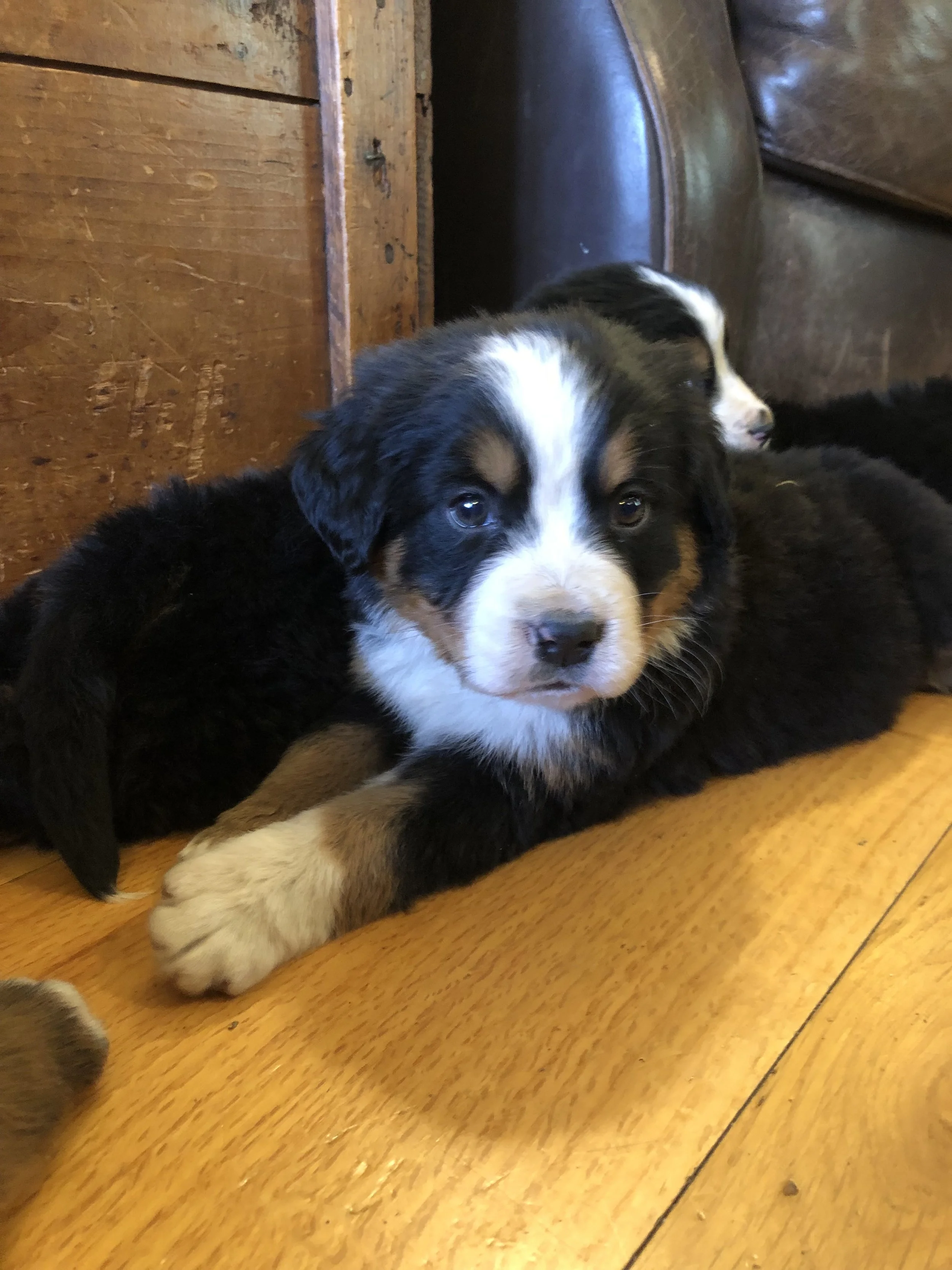 Bernese Mountain Dog — Day Spring Puppies - Quality Animals raised on ...