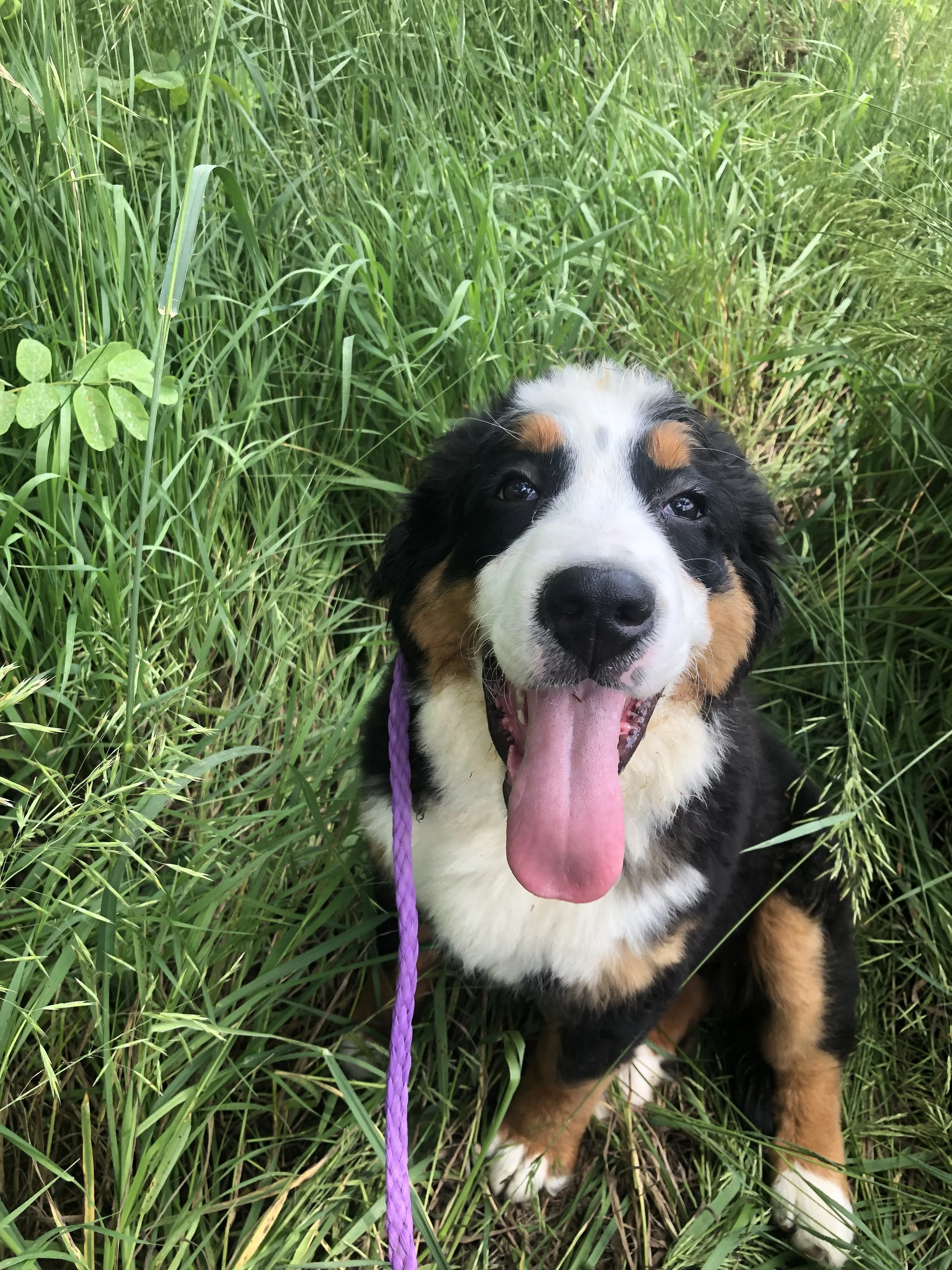 General 6 — Day Spring Puppies - Quality Animals raised on our family ...