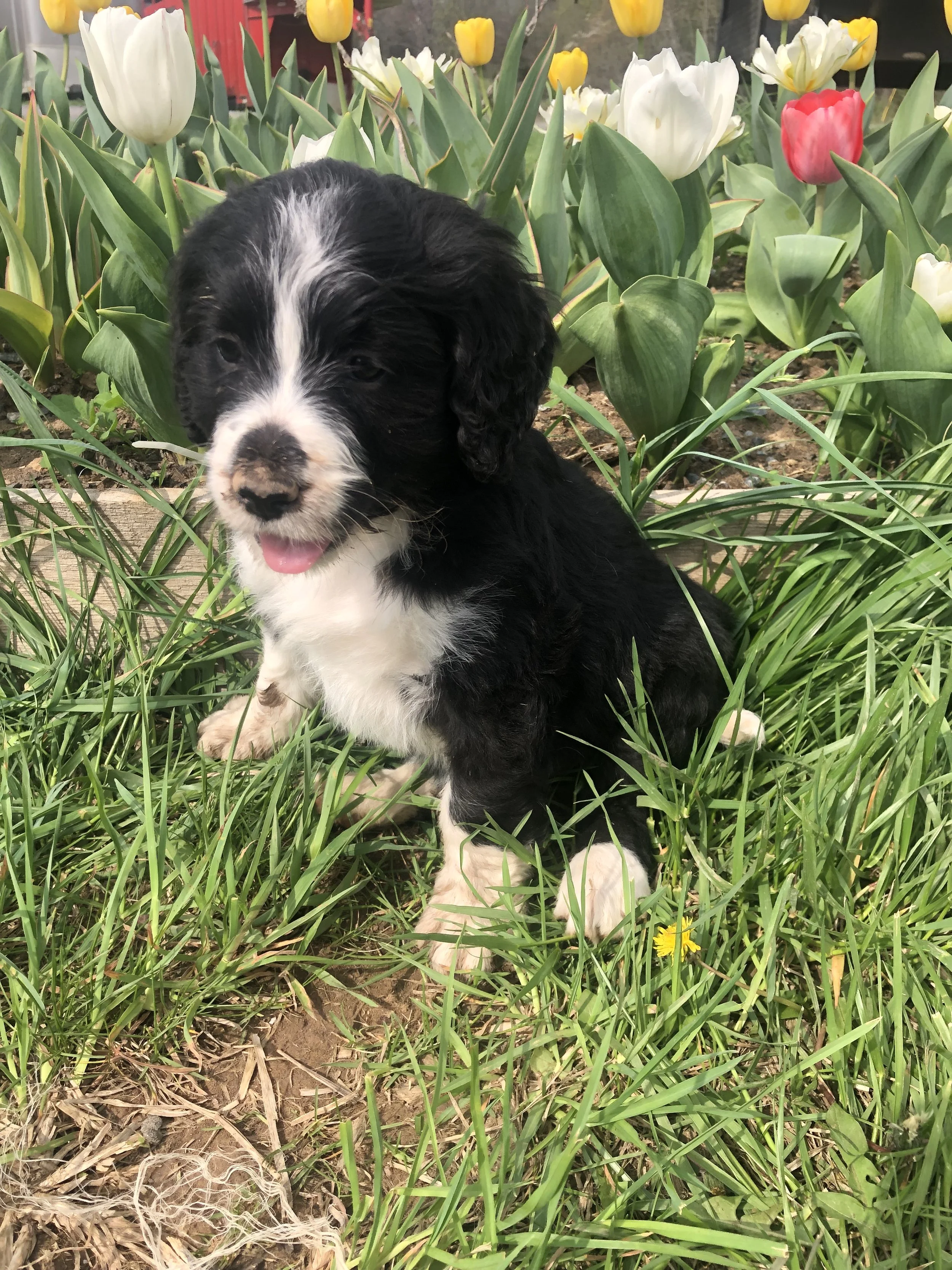 Puppies for sale: Bernese Mountain dogs, Bernedoodles, Standard Poodles ...
