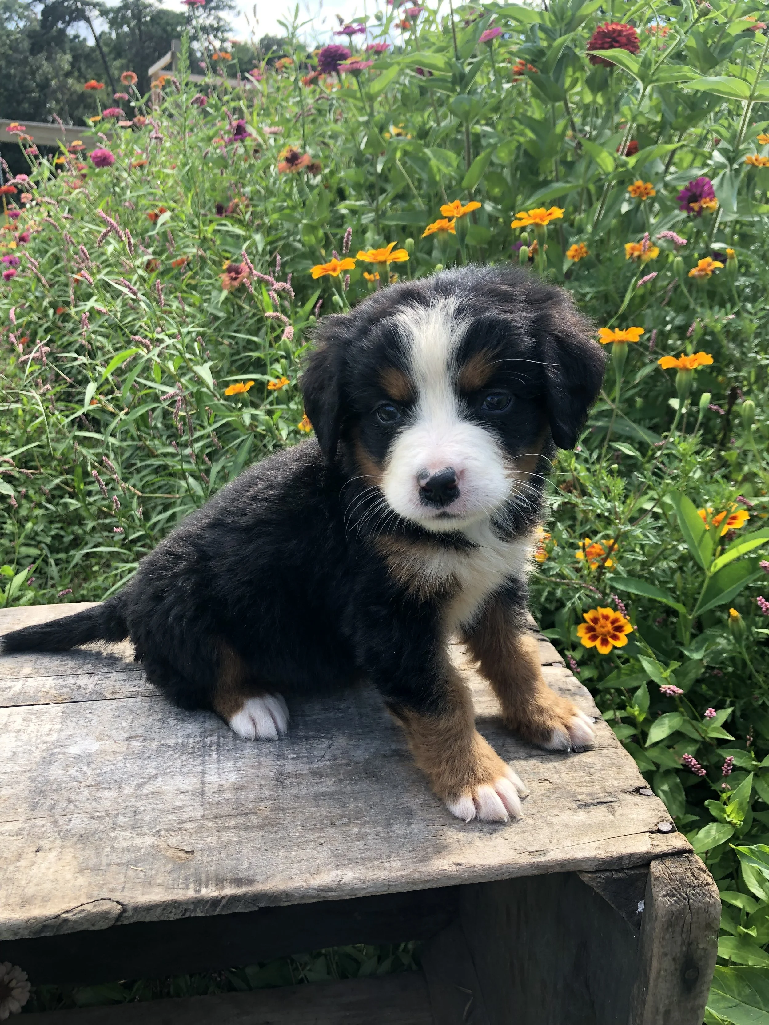 Puppies for sale: Bernese Mountain dogs, Bernedoodles, Standard Poodles ...