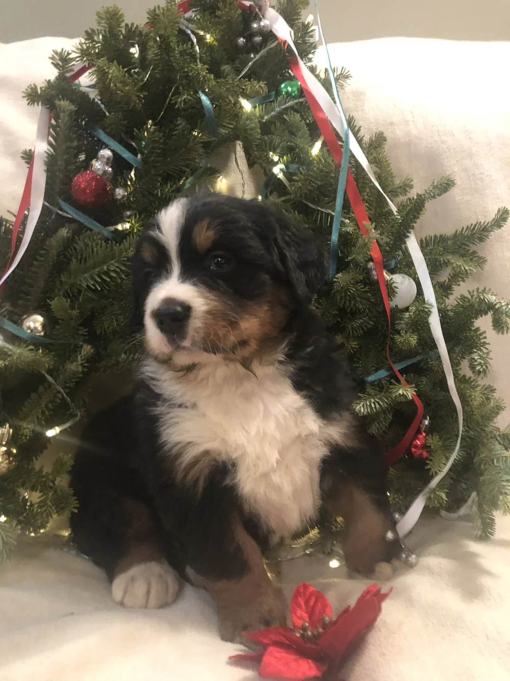 Bernese Mountain Dog — Day Spring Puppies - Quality Animals raised on ...