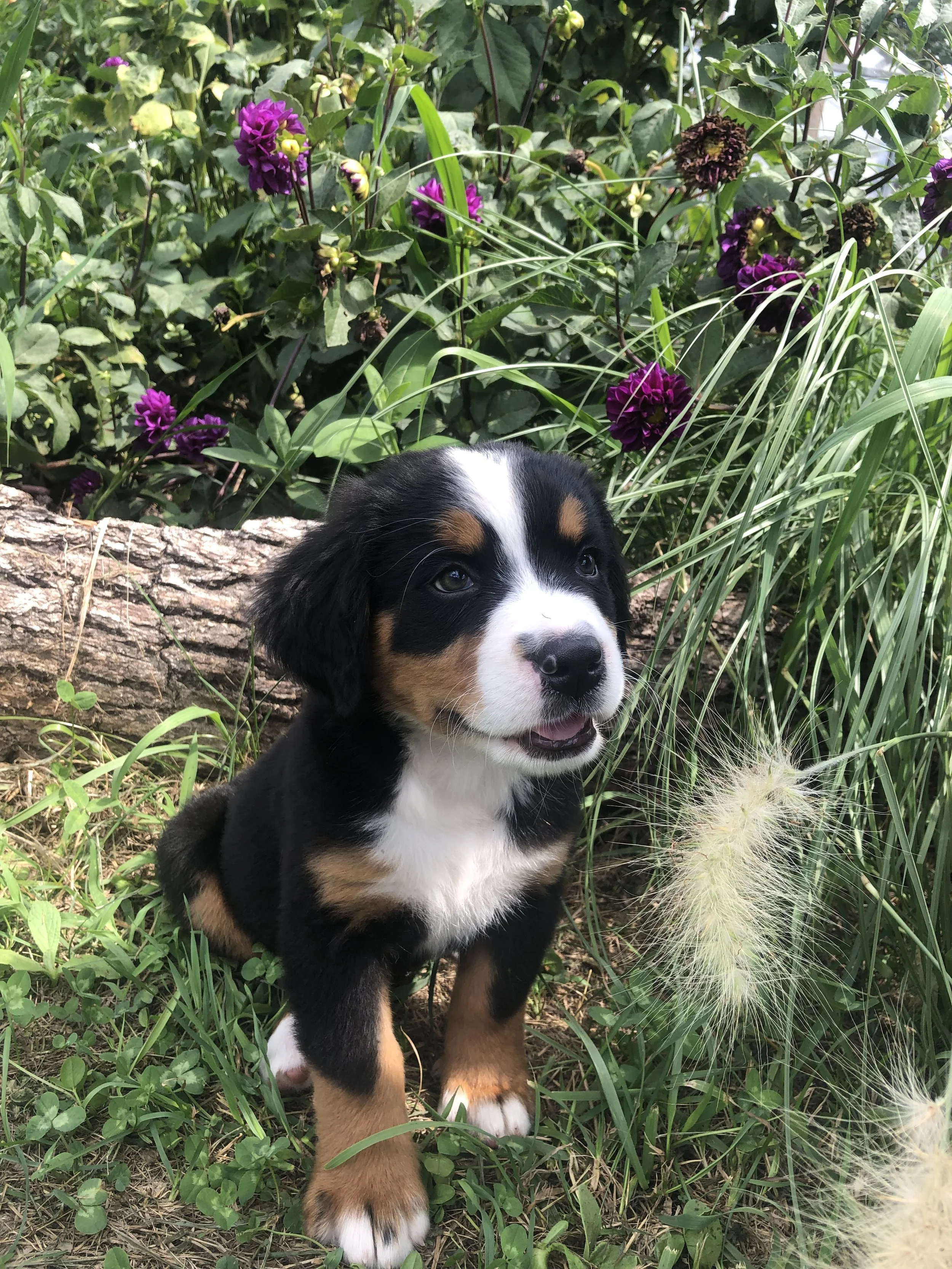 Bernese Mountain Dog — Day Spring Puppies - Quality Animals raised on ...