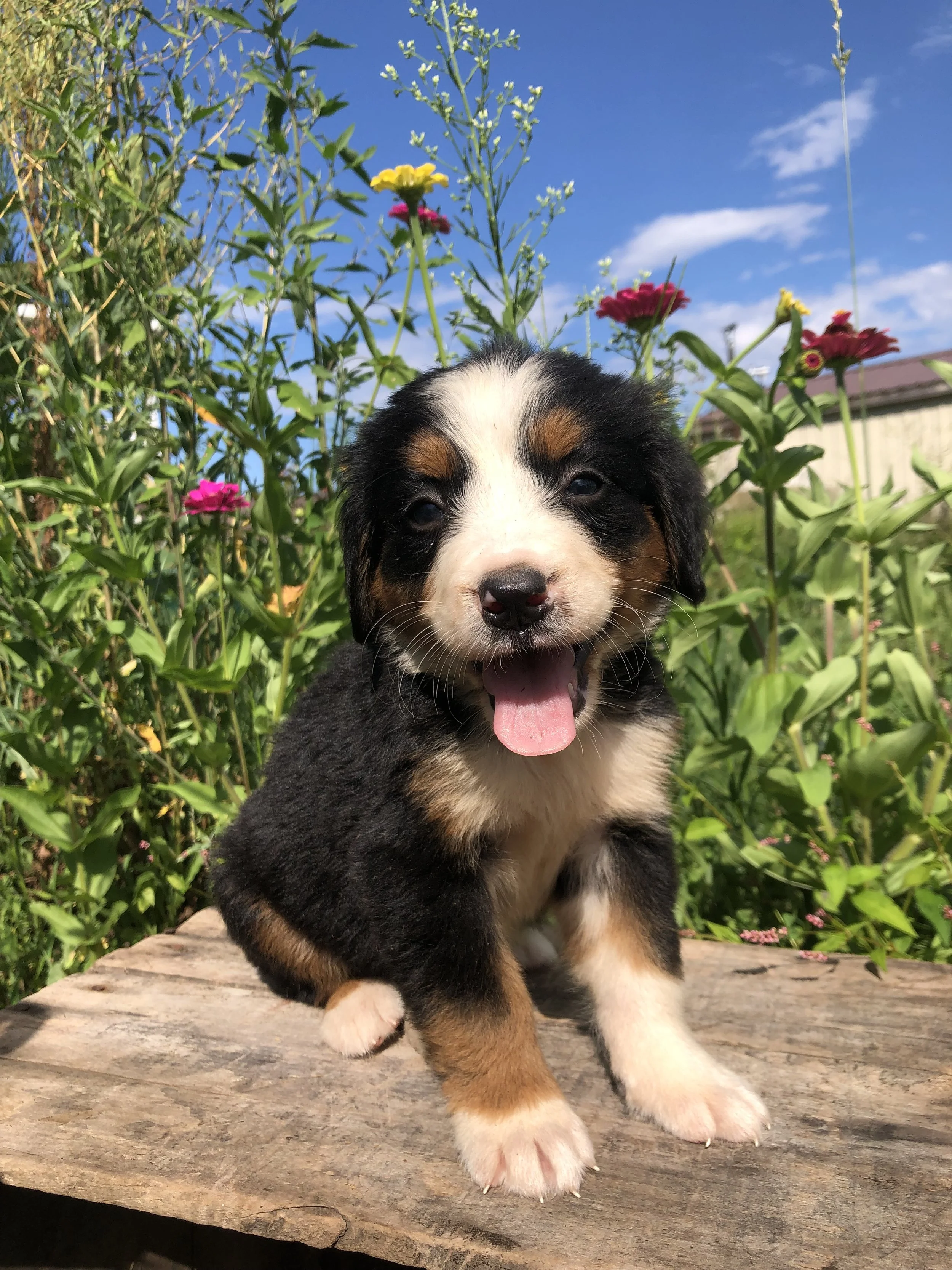 Puppies for sale: Bernese Mountain dogs, Bernedoodles, Standard Poodles ...