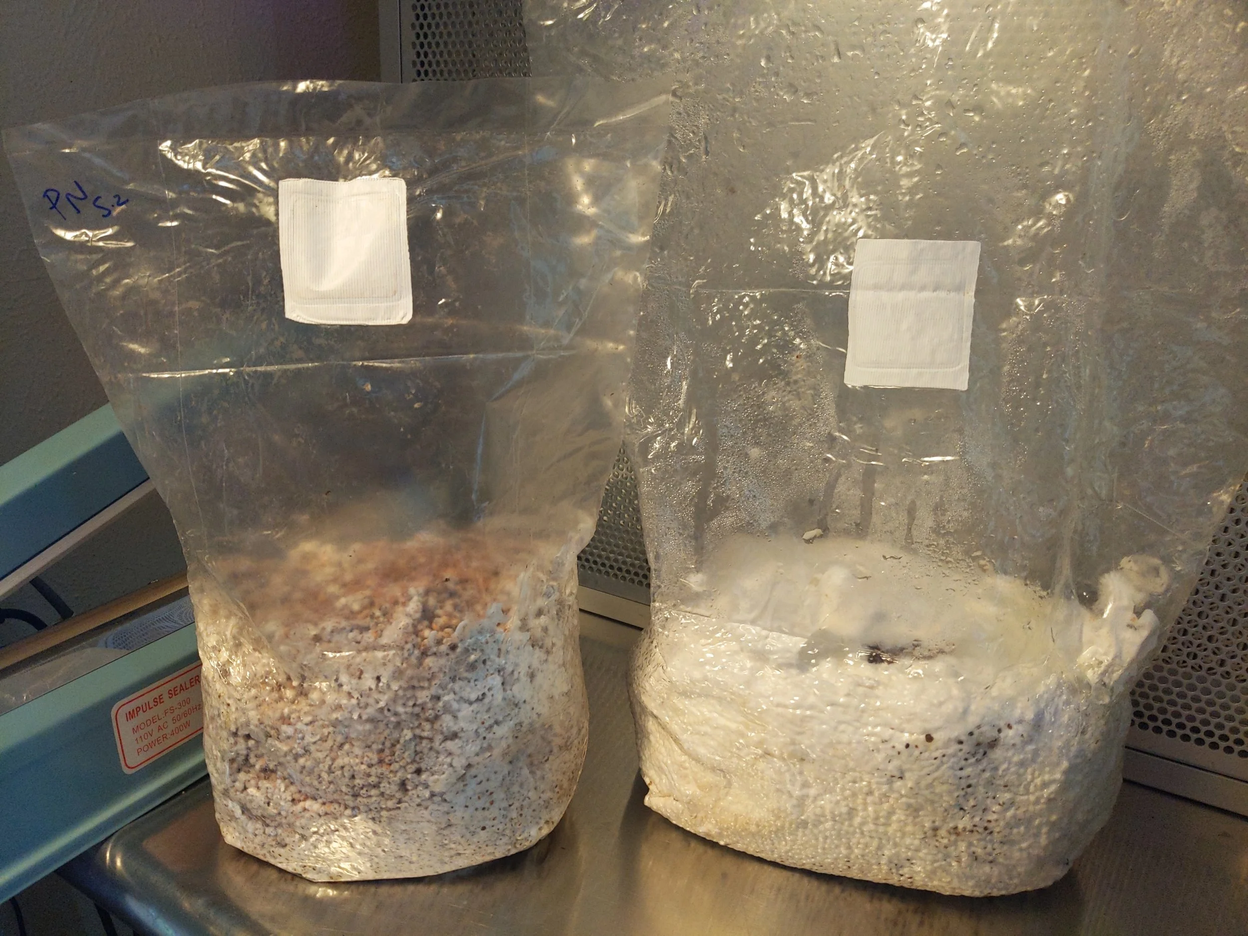Colorado Cordyceps Mushroom Farm | Shroomsquatch Myco-Ventures