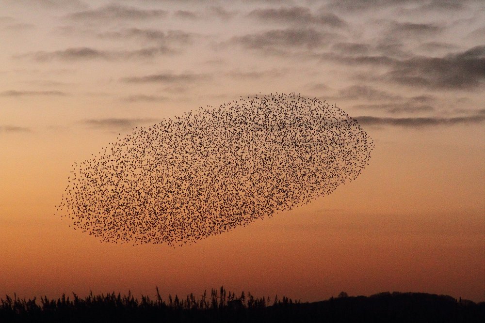 The Collective Intelligence Project