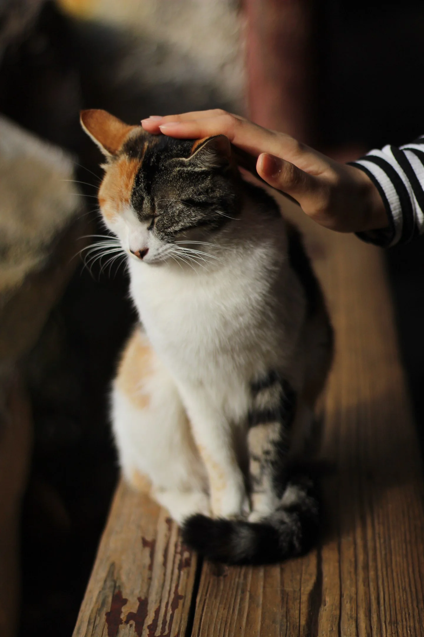 Teddy Cat Cafe | Denver