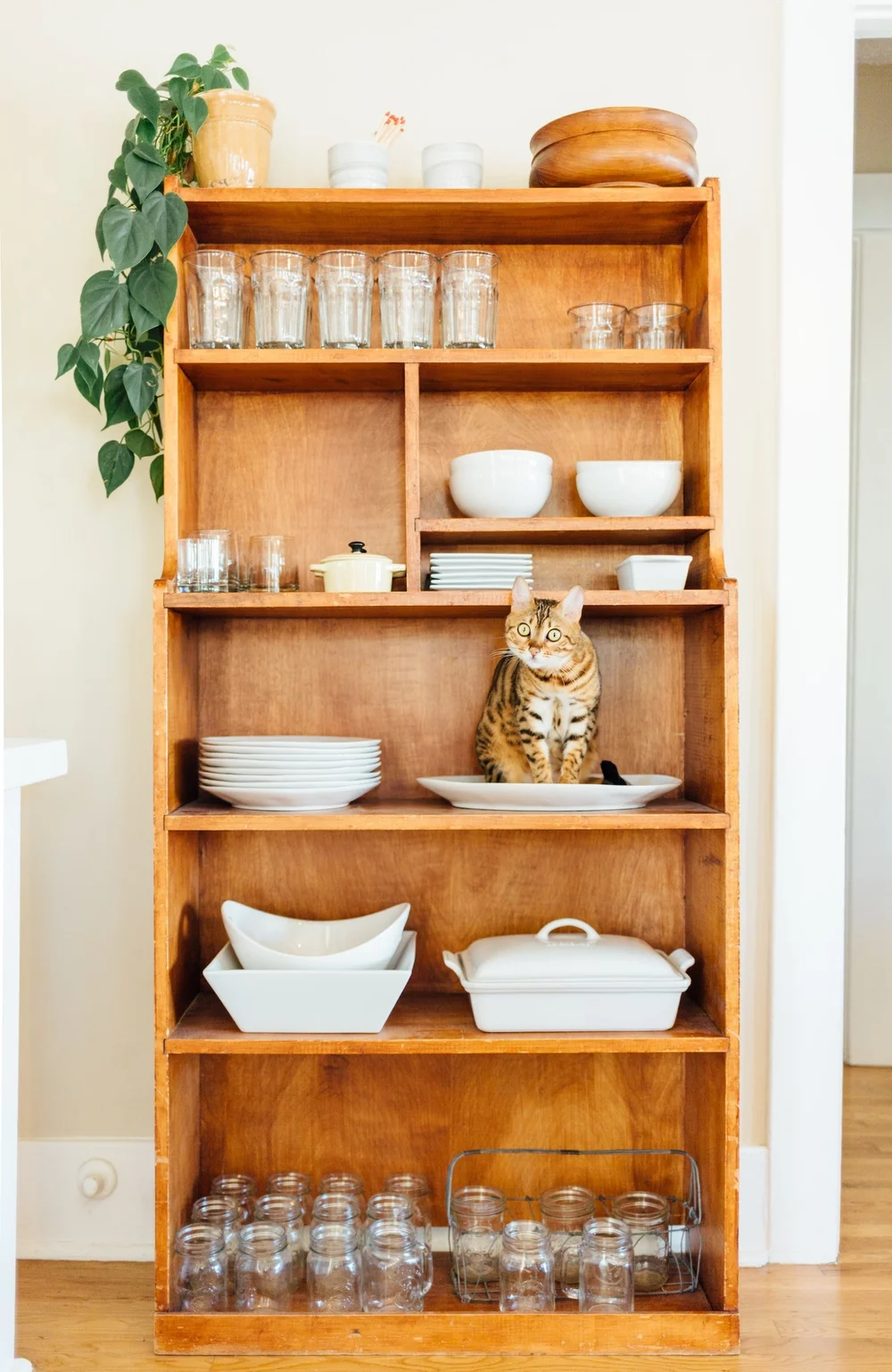 Teddy Cat Cafe | Denver