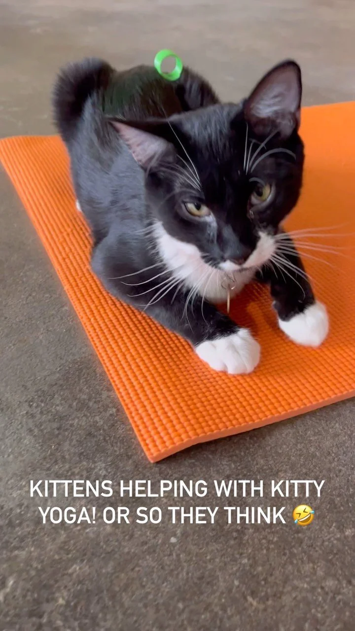 Teddy Cat Cafe | Denver