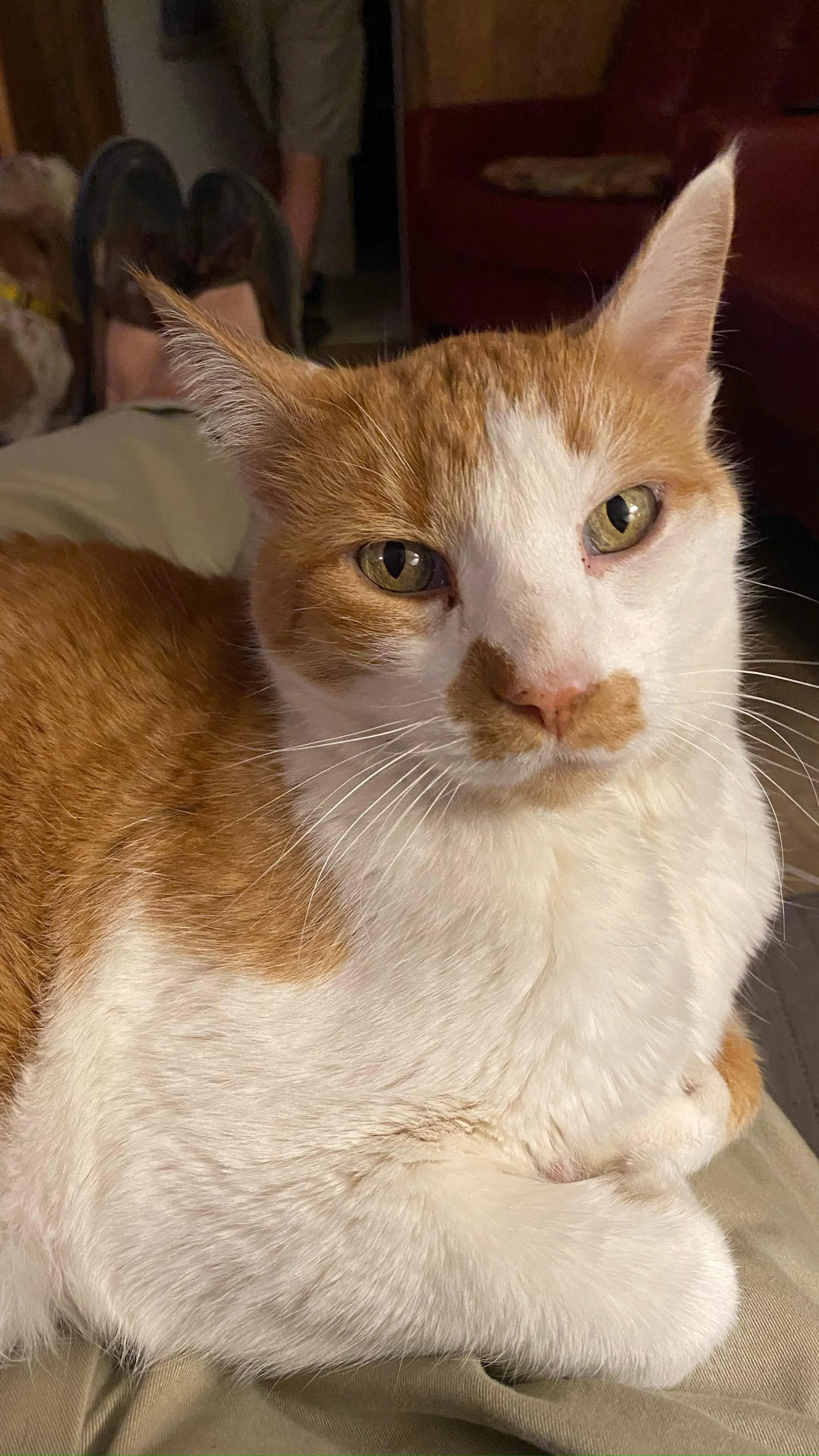 Teddy Cat Cafe | Denver