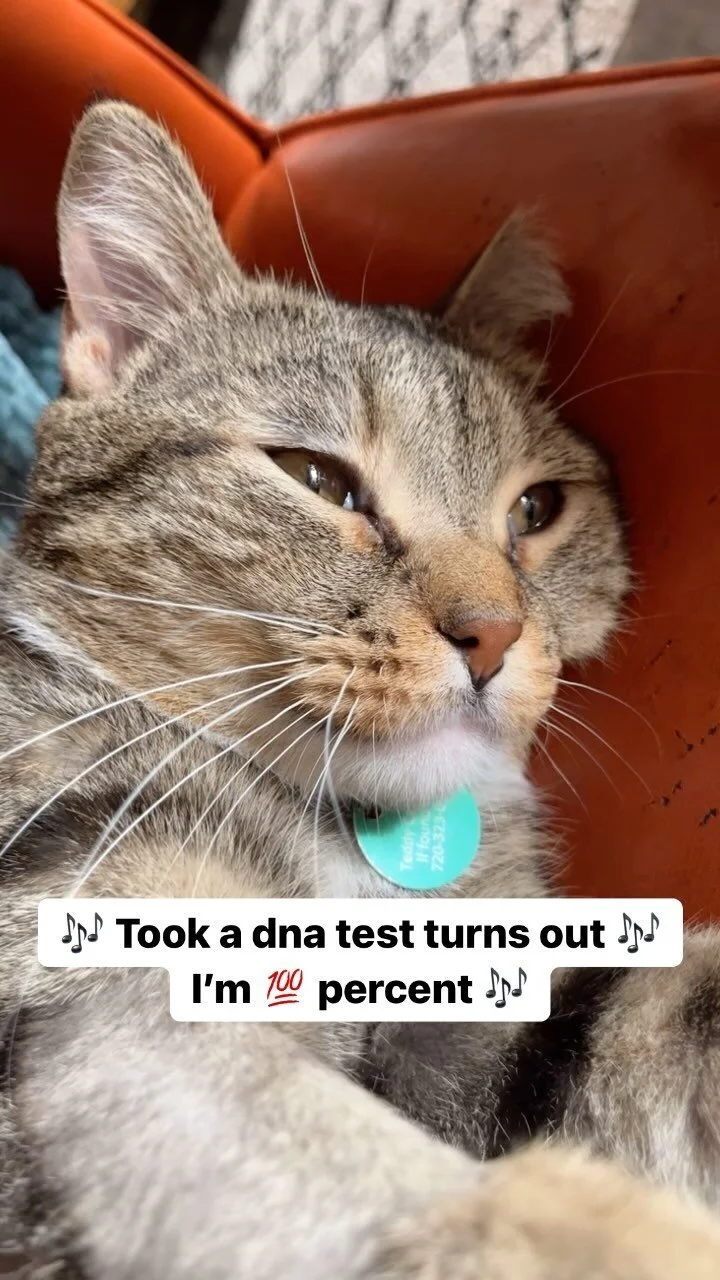 Teddy Cat Cafe | Denver