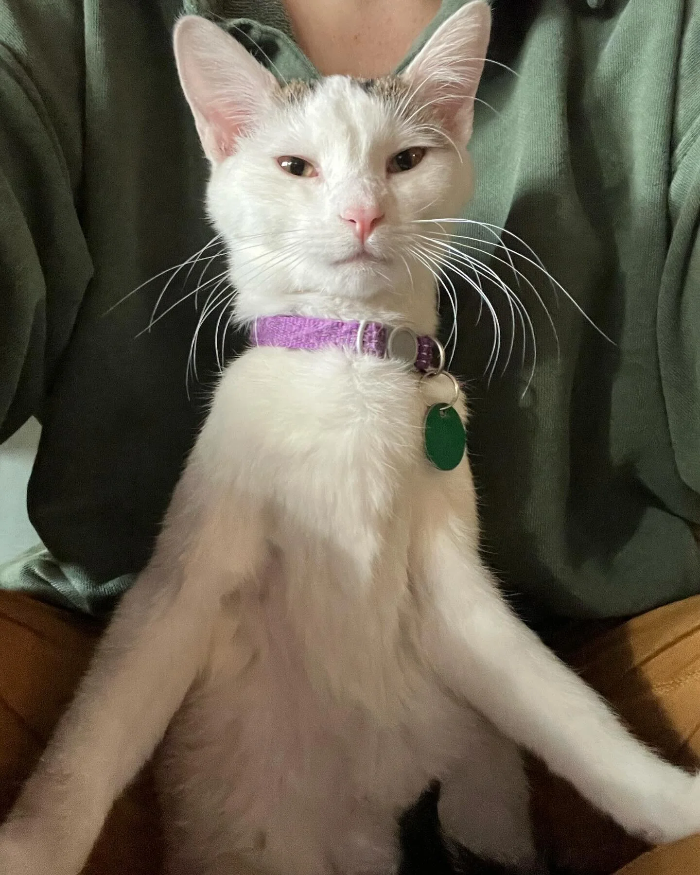 Teddy Cat Cafe | Denver