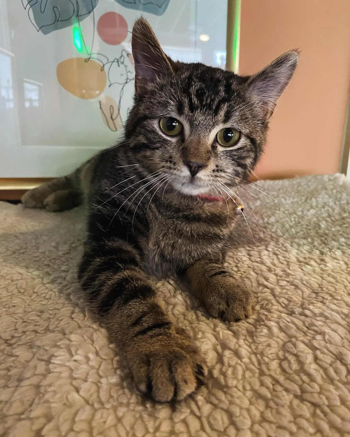 Teddy Cat Cafe | Denver