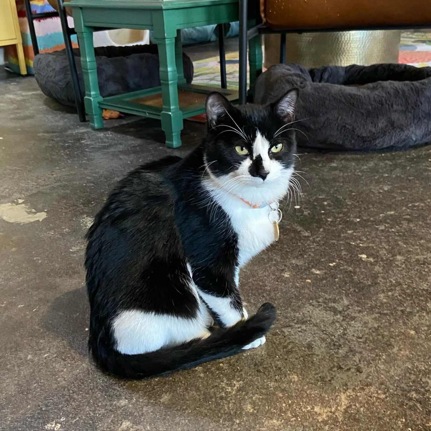 Teddy Cat Cafe | Denver