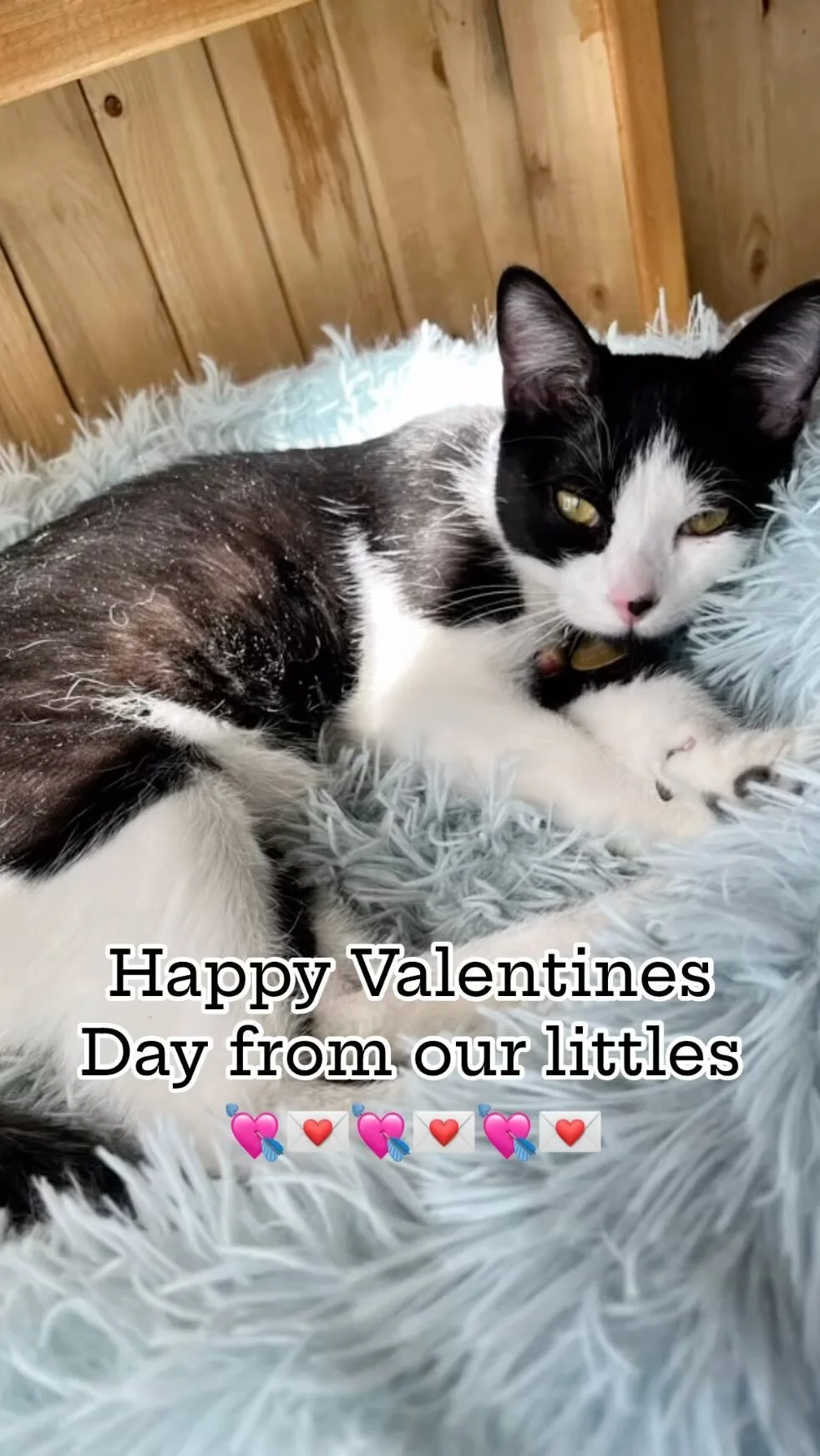 Teddy Cat Cafe | Denver