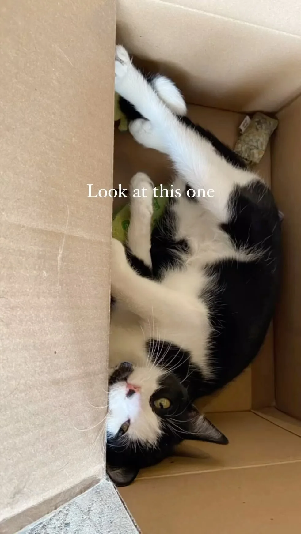 Teddy Cat Cafe | Denver