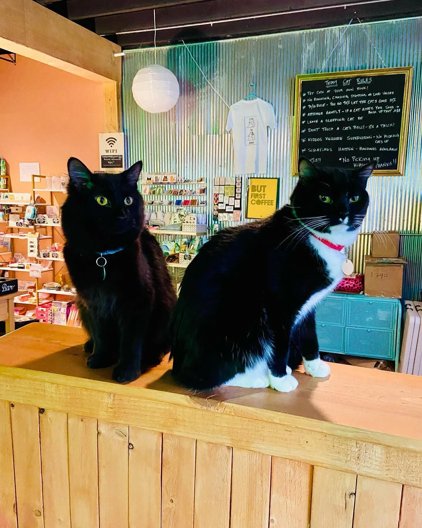 Teddy Cat Cafe | Denver