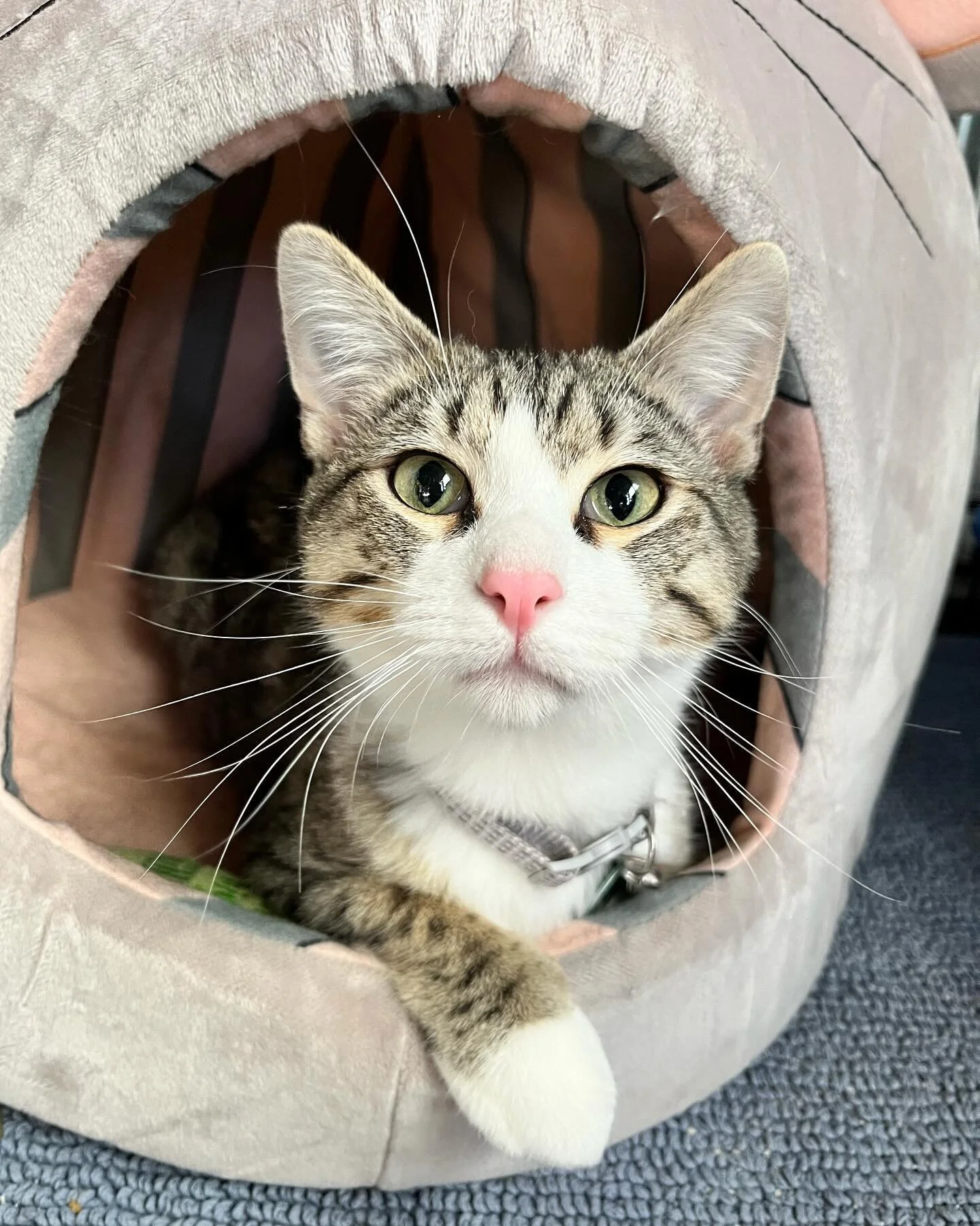 Teddy Cat Cafe | Denver