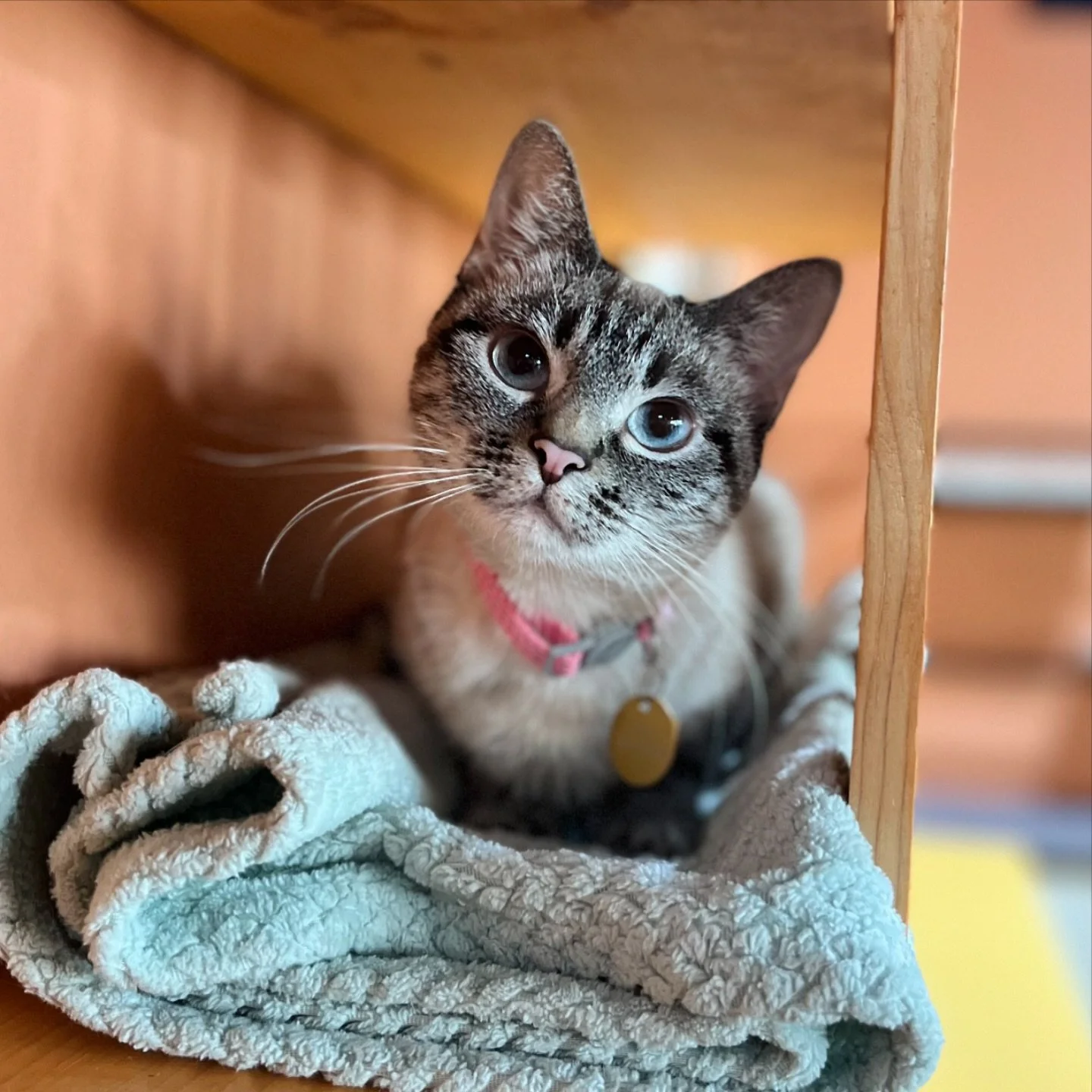 Teddy Cat Cafe | Denver