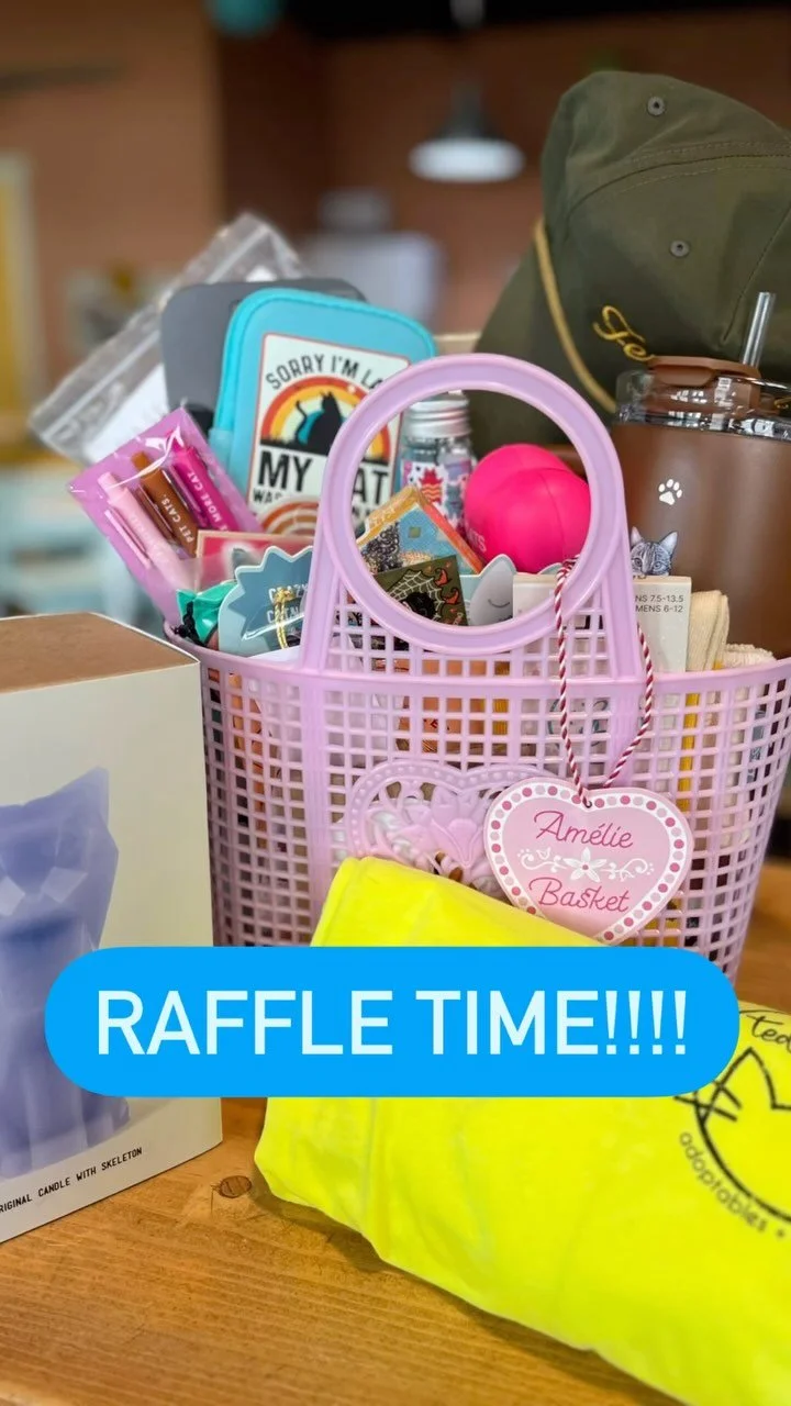 Teddy Cat Cafe | Denver