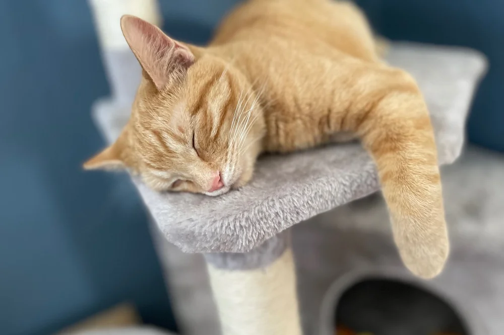 Our Story — Teddy Cat