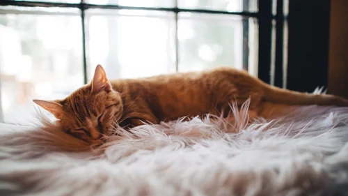 Teddy Cat Cafe | Denver