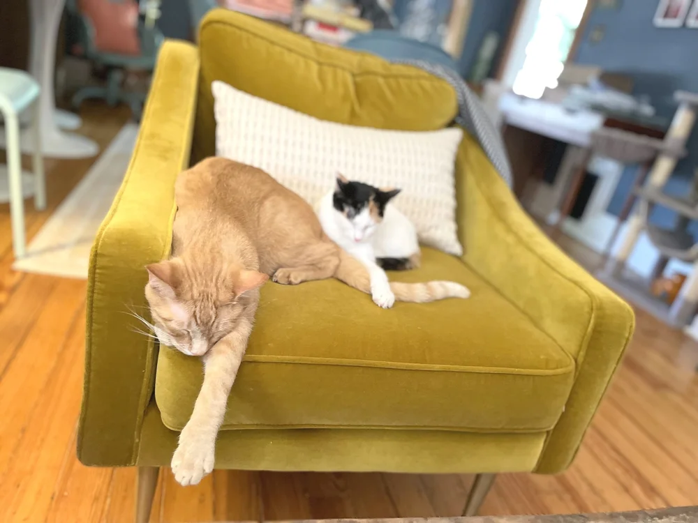 Our Story — Teddy Cat