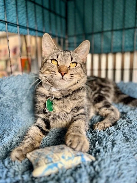 Cats for Adoption — Teddy Cat