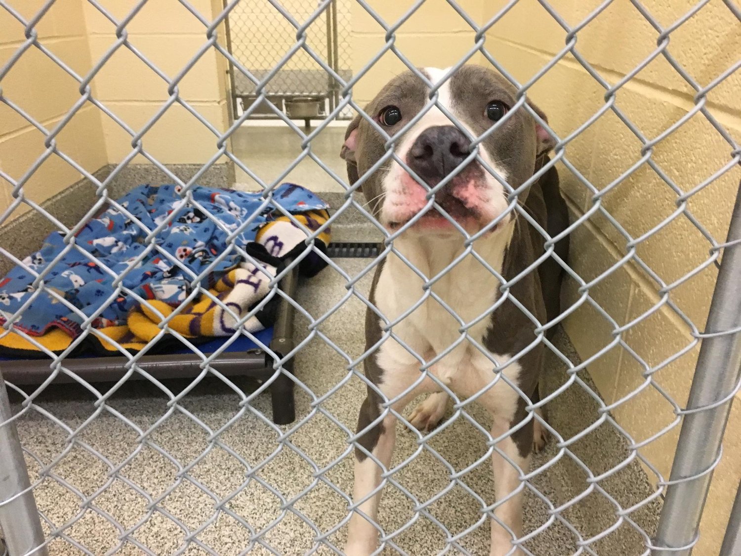 Join the Cause — The No Kill Advocacy Center