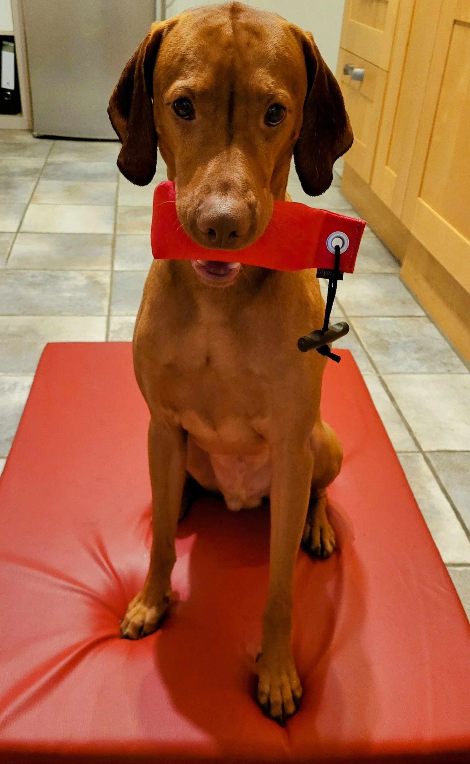 Über mich — Tiergestützte Lösungswege