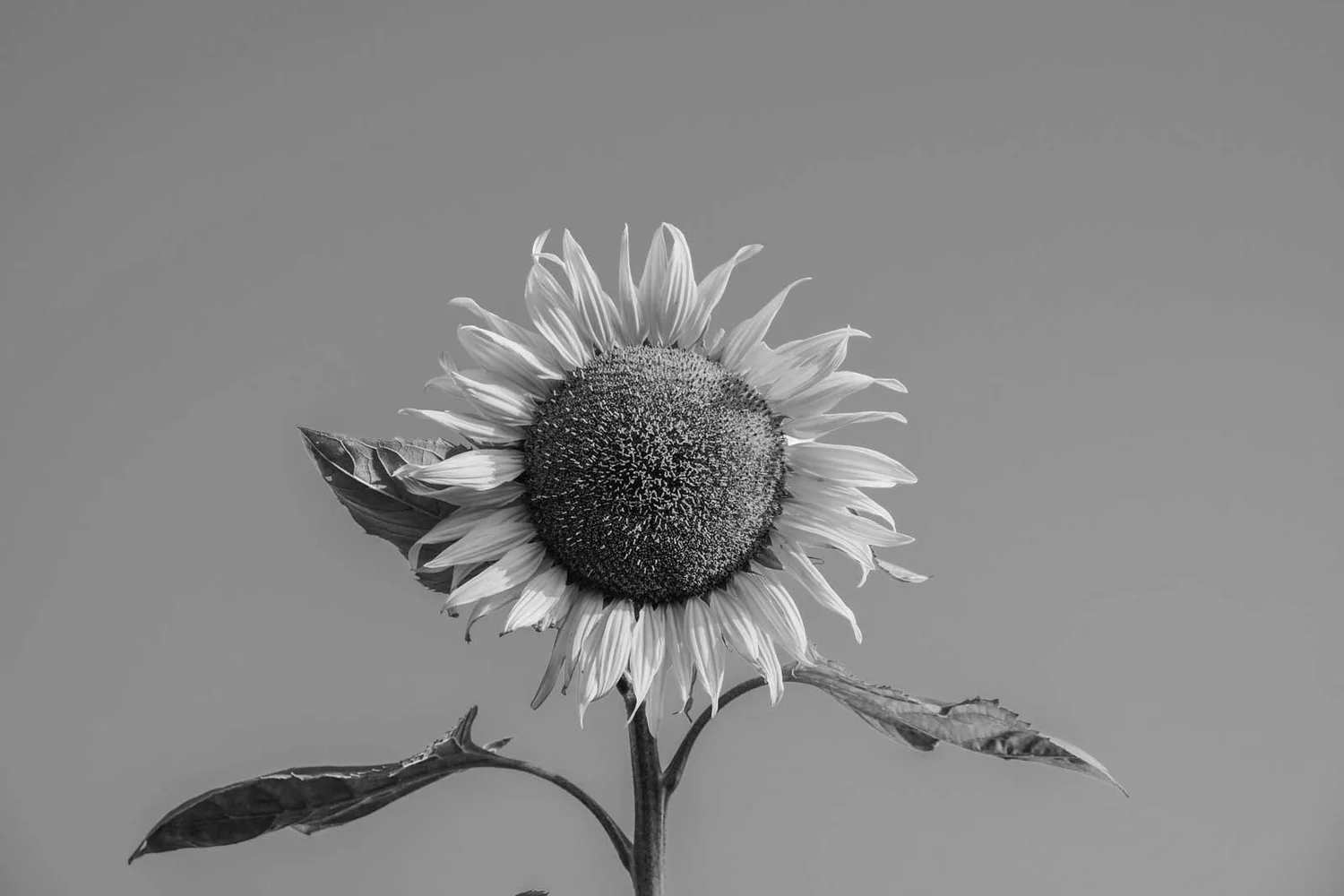 Meet our Therapists — Seeds of Hope Psychological Services