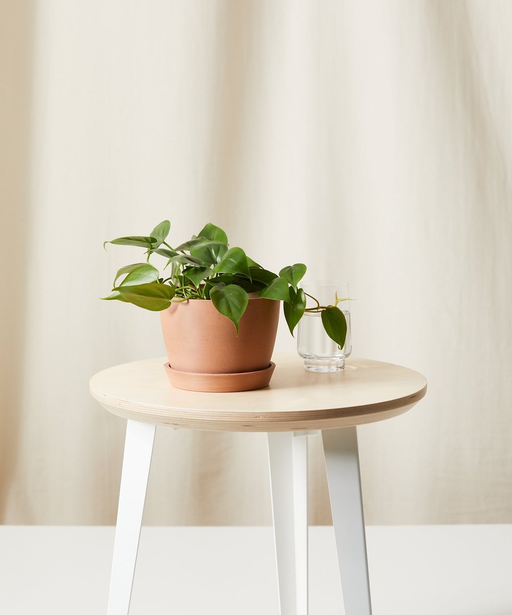 Bloomscape Product Photography — Andrea Pink