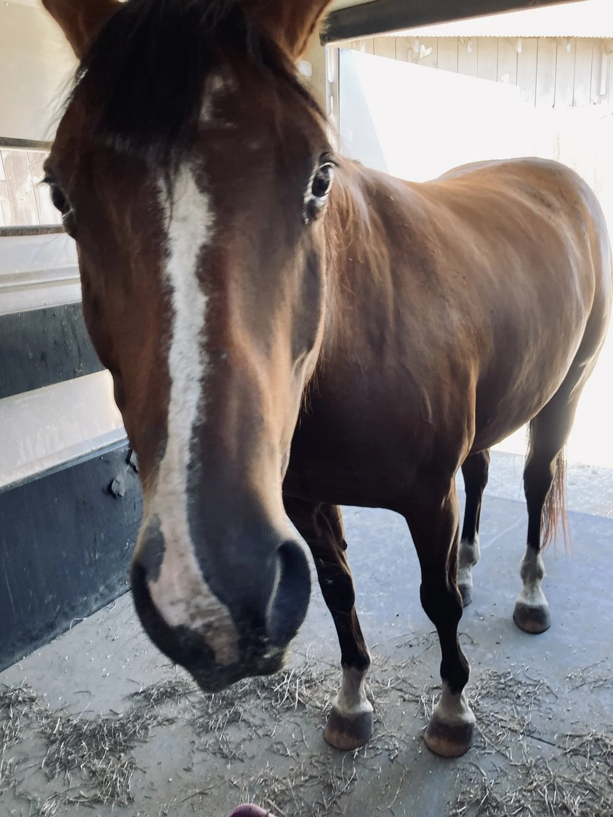 Rooster Run Foundation