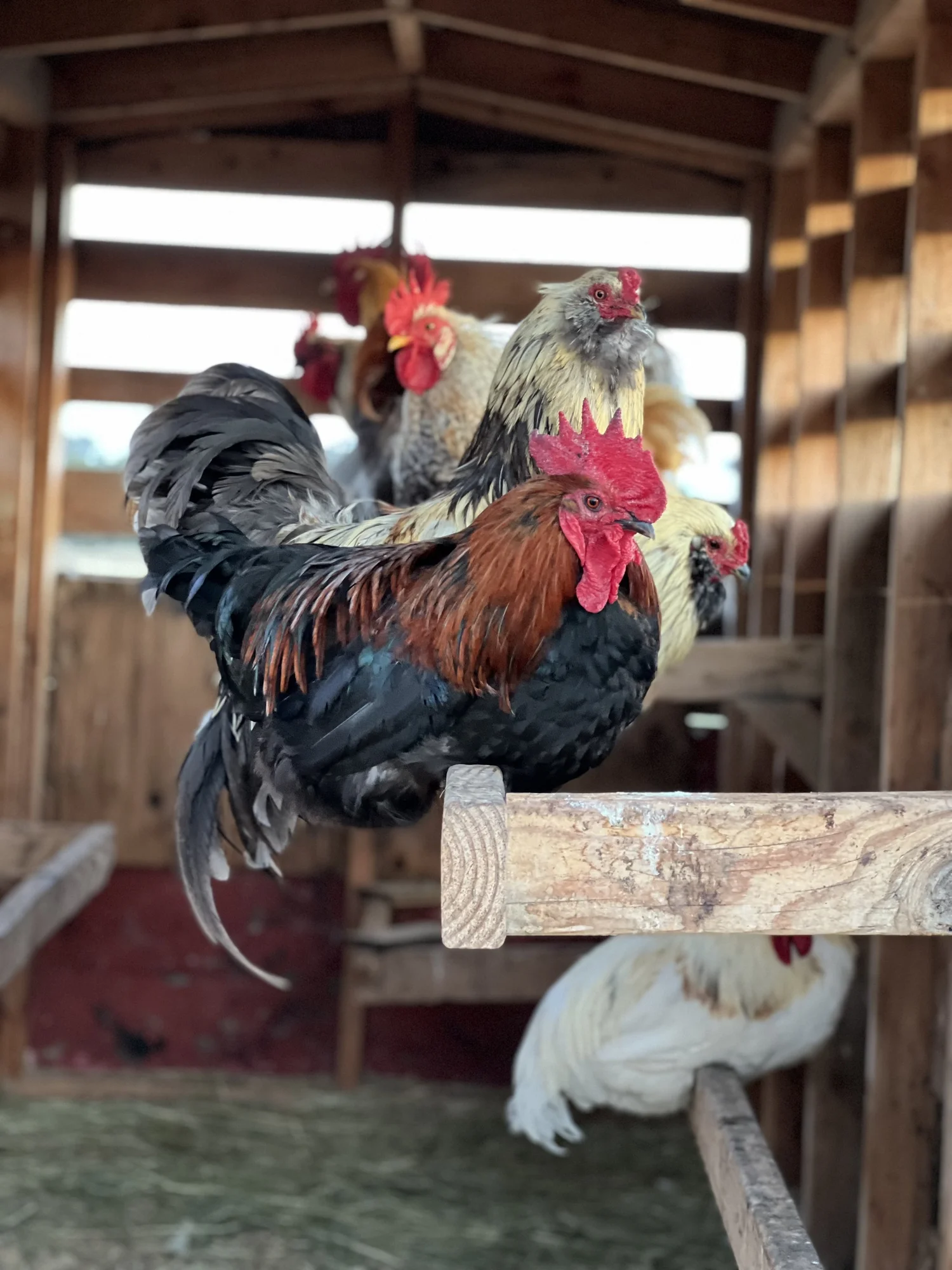 Rooster Run Foundation a non-profit horse, rooster, and farm animal ...