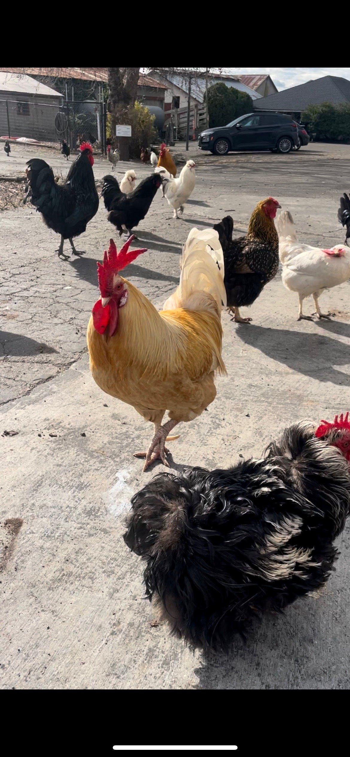 Rooster Run Foundation