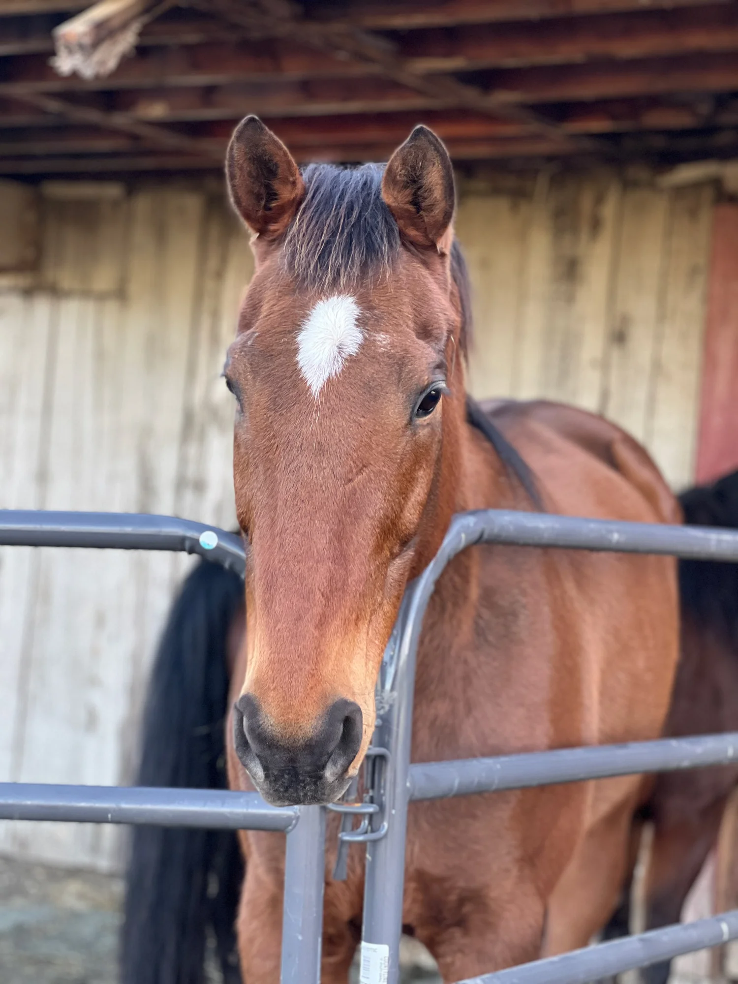 Rooster Run Foundation