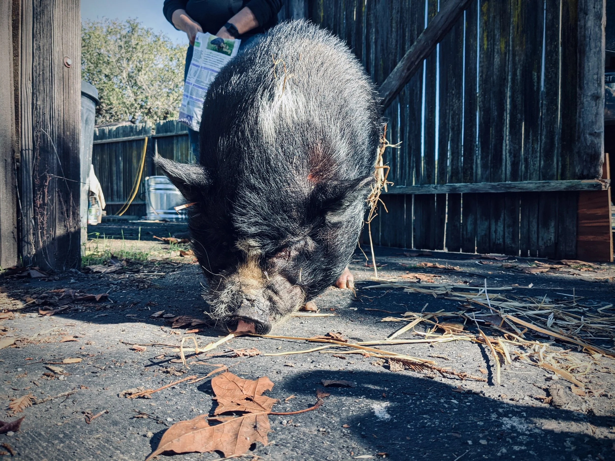 Rooster Run Foundation