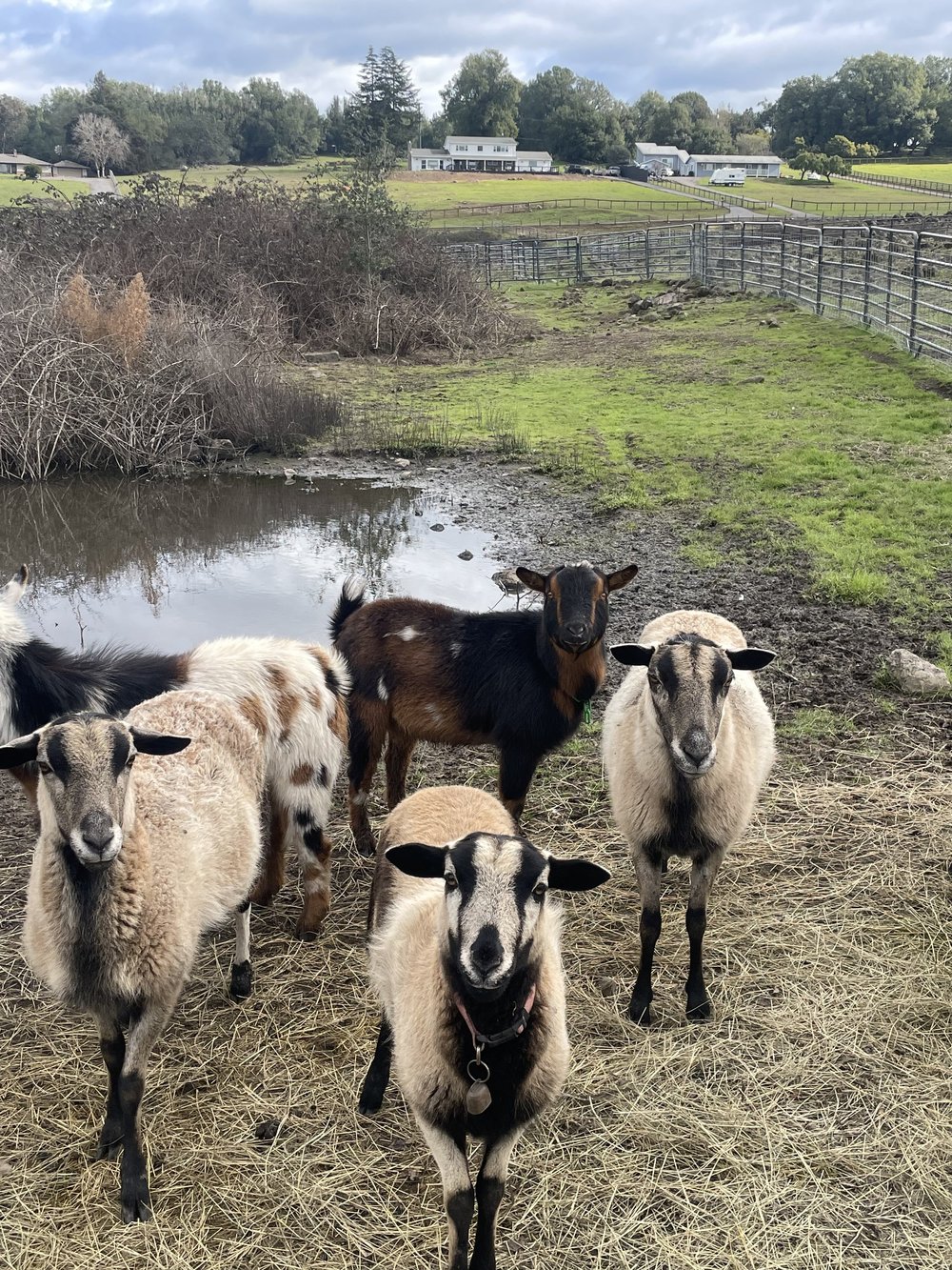 Rooster Run Foundation