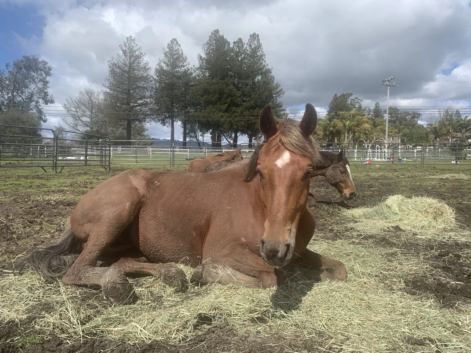 Rooster Run Foundation a non-profit horse, rooster, and farm animal sanctuary